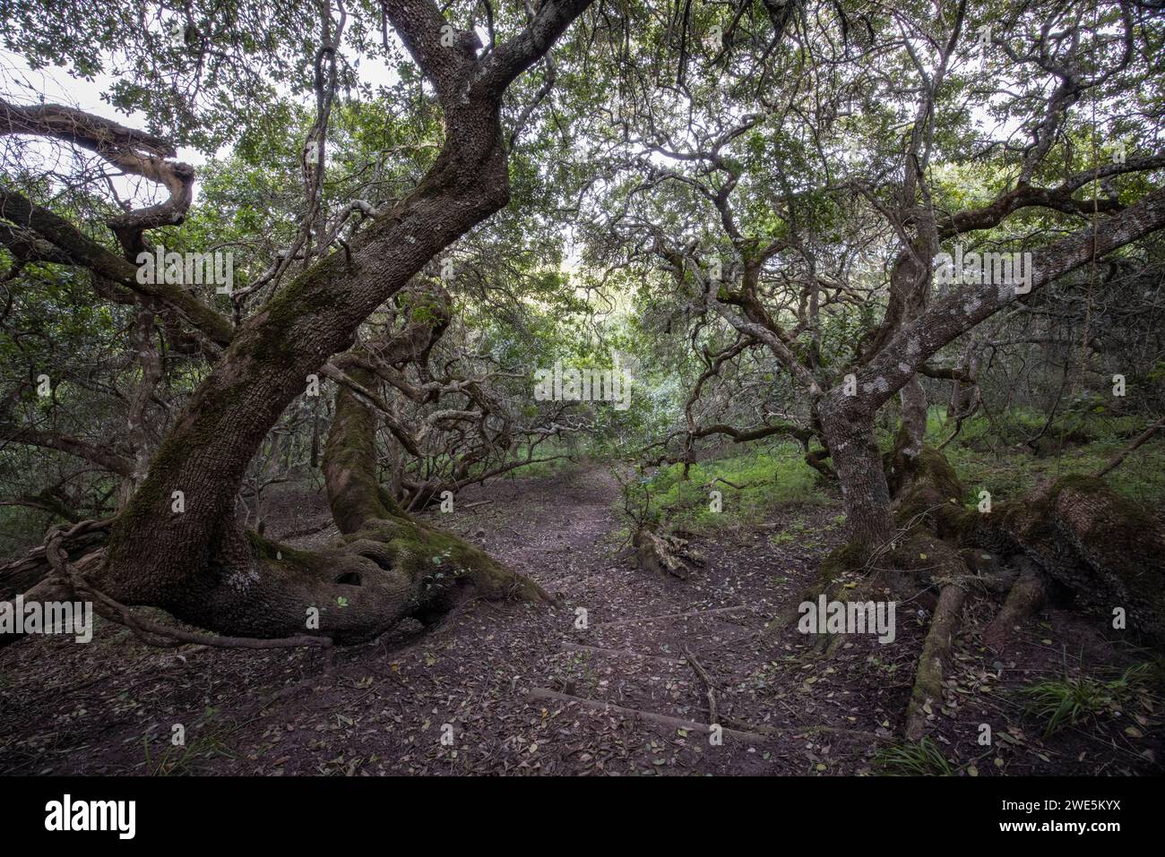 White Milkwood trees (Sideroxylon inerme) in forest near Garden Lodge ...