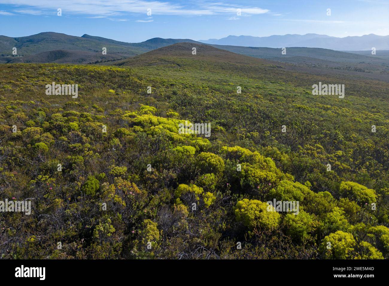 Aerial footage of yellow flowering bushes in the landscape, Grootbos ...
