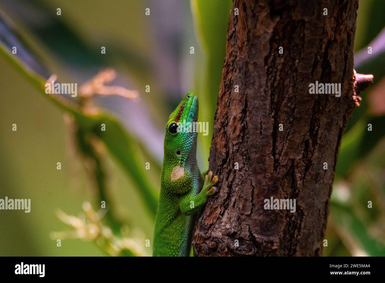 Madagascar day gecko (Phelsuma madagascariensis), Hellbrunn Zoo ...