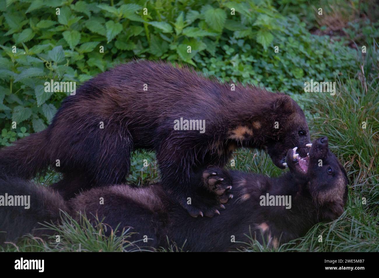 Wolverines (Gulo gulo) wrestling Stock Photo - Alamy