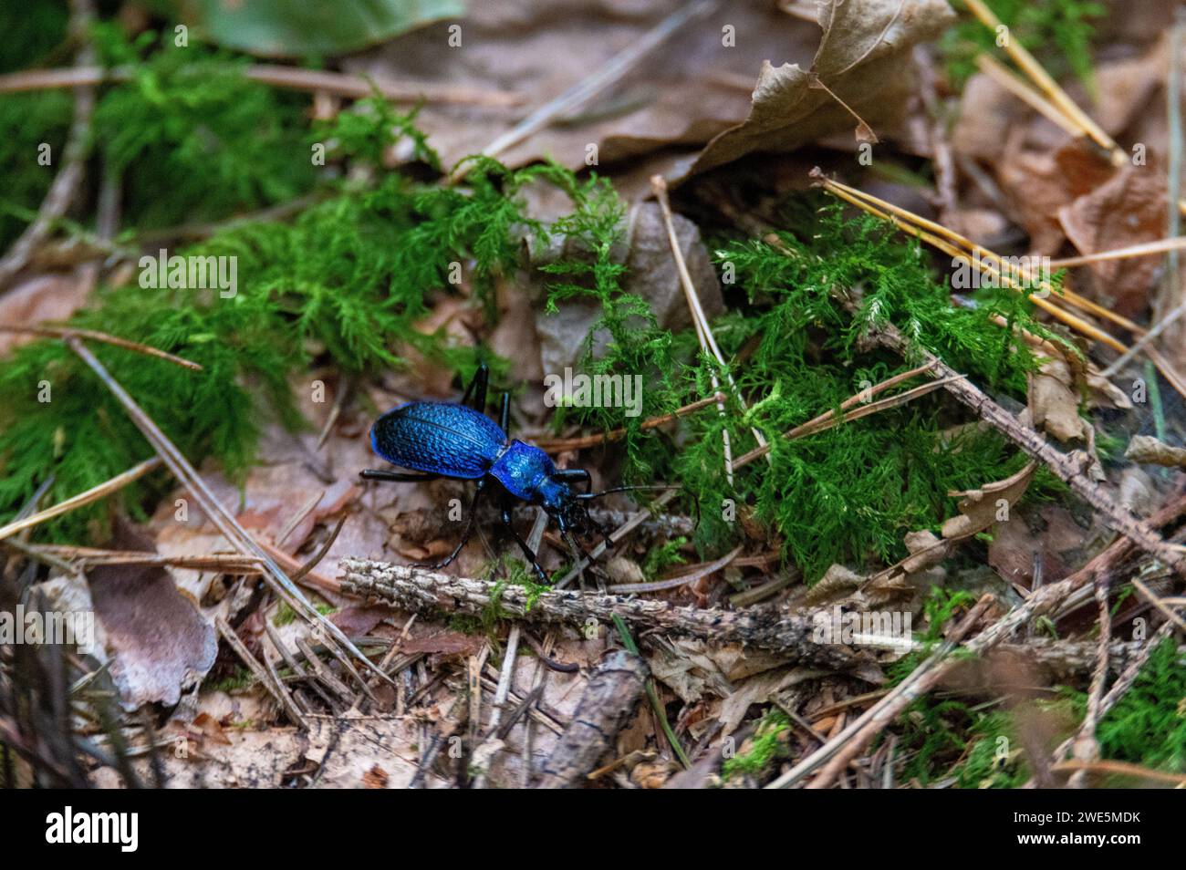 Dark blue ground beetle (Carabus intricatus) in a natural mixed forest ...