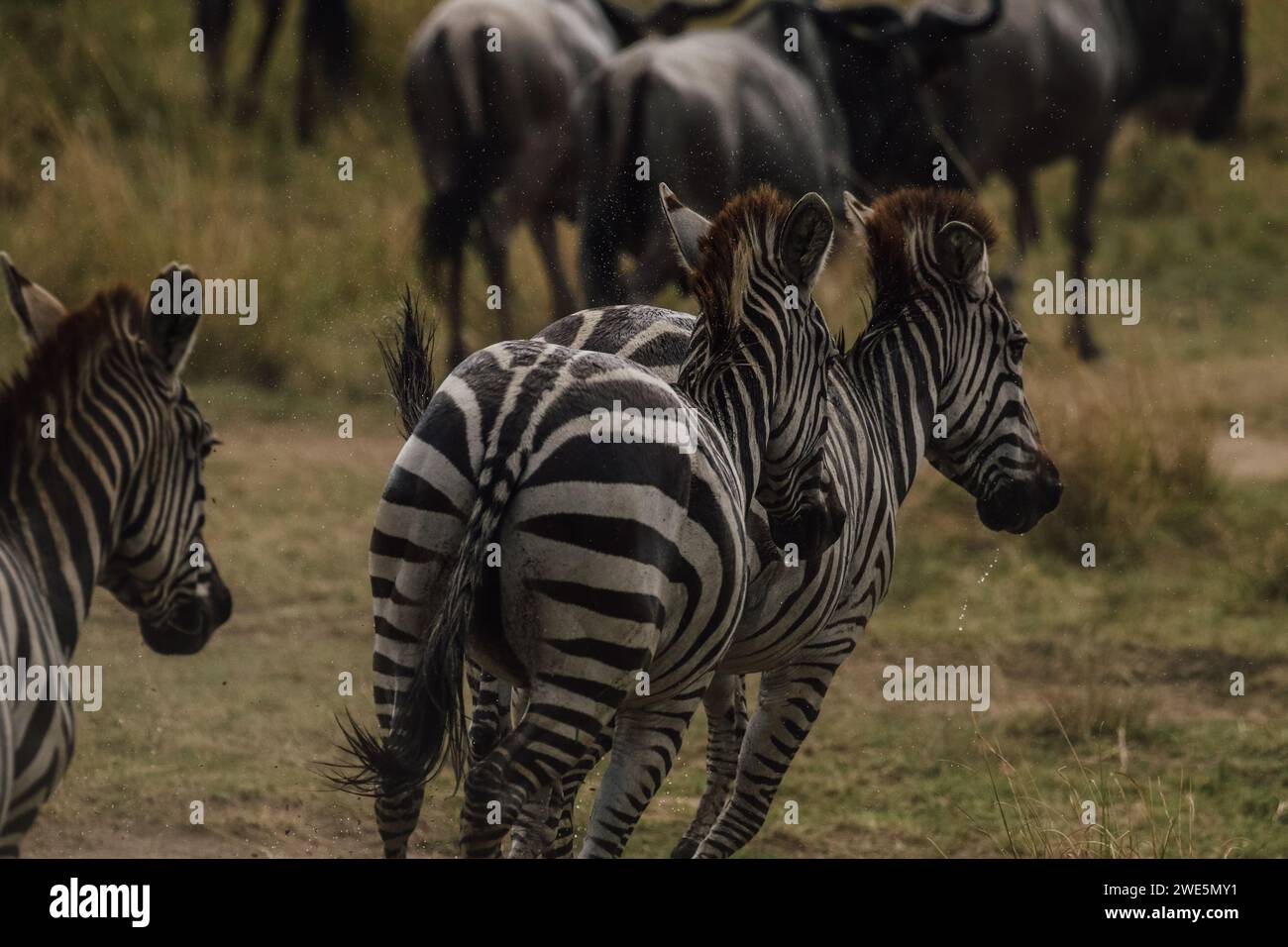 Group of zebras running across grassy plains Stock Photo - Alamy