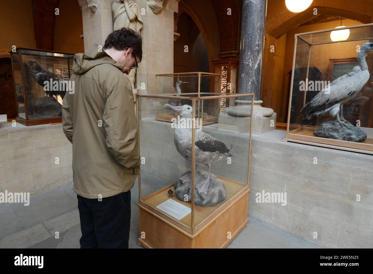 Dodo bird in Ashmolian museum in Oxford type large big famous weird ...