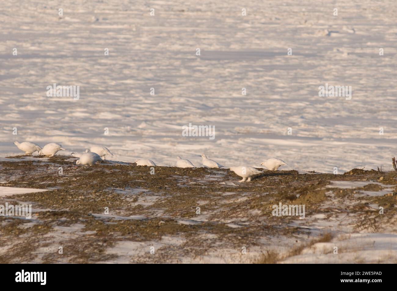 flock of rock ptarmigan Lagopus mutus in the North Slope of the Brooks ...