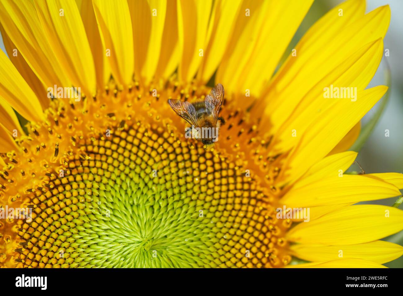 Bee collects nectar sunflower hi-res stock photography and images - Alamy