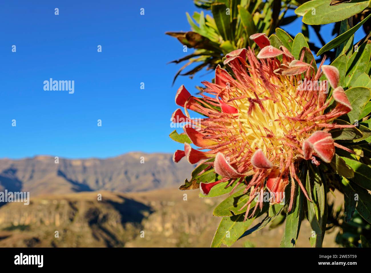 Red blooming protea flower with Drakensberg mountains in the background ...