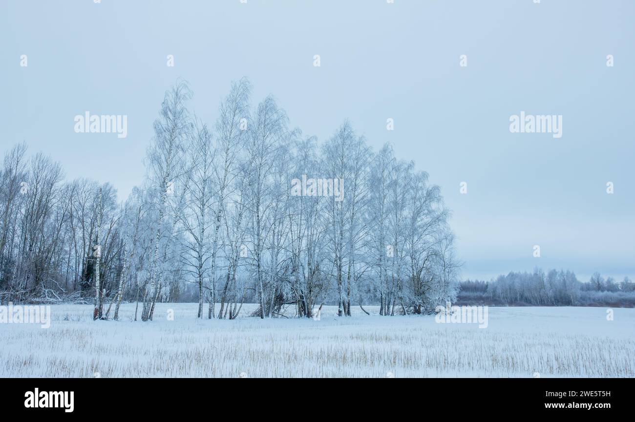 Cold winter background with frost covered forest Stock Photo - Alamy