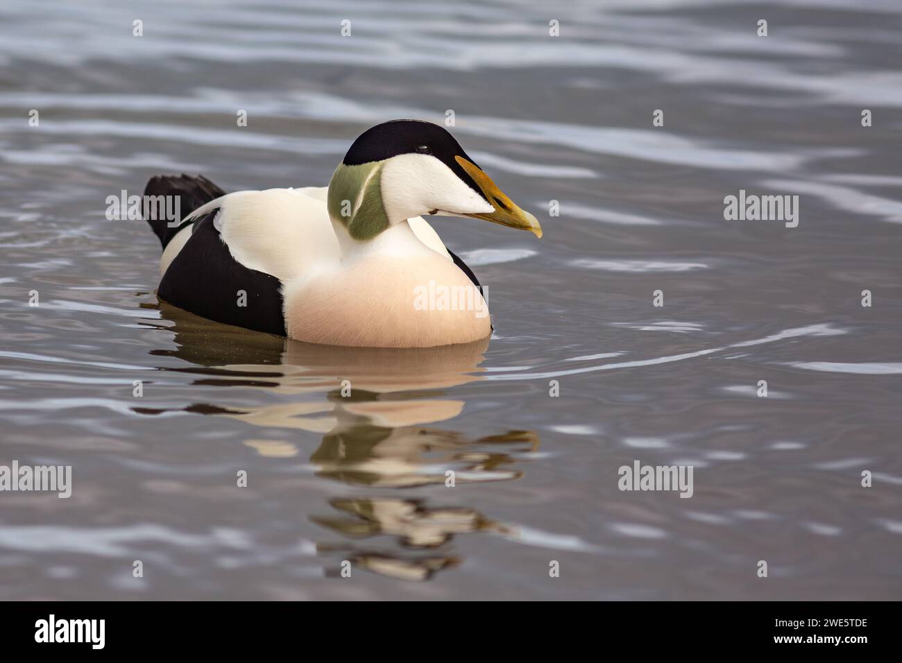 Male eider duck hi-res stock photography and images - Alamy