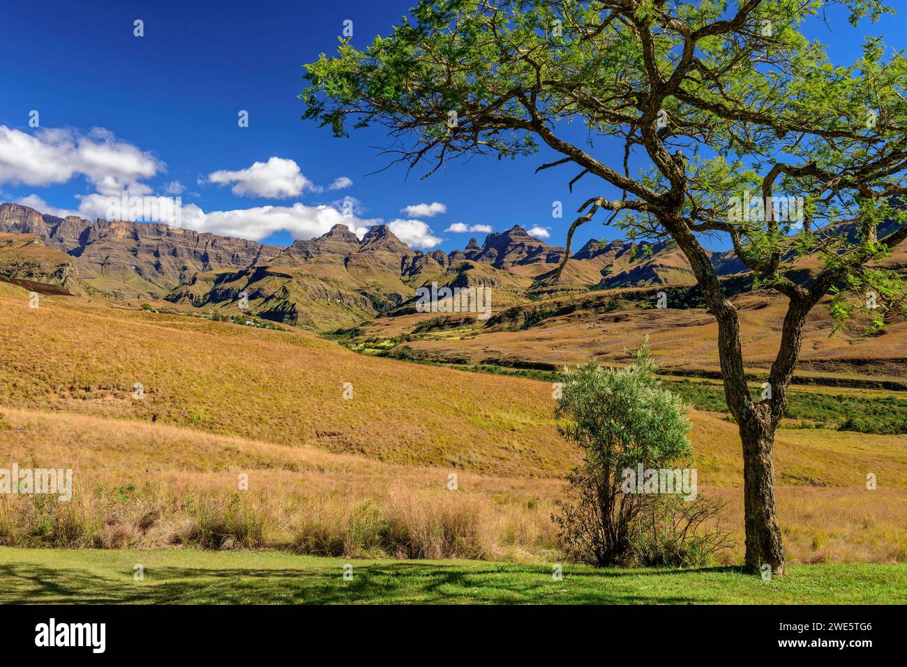 Outer Horn, Inner Horn and Cathedral Peak with acacia in the foreground ...