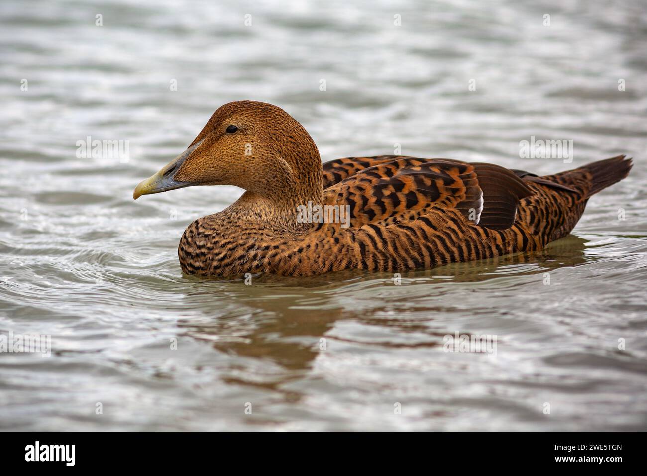 Female Eider Duck in side view swimming in the sea Stock Photo - Alamy