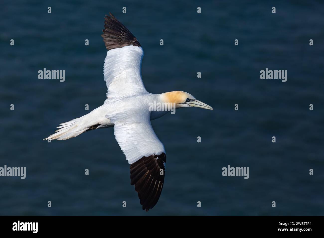 Adult Gannet flying with wings outstretched over the sea Stock Photo ...