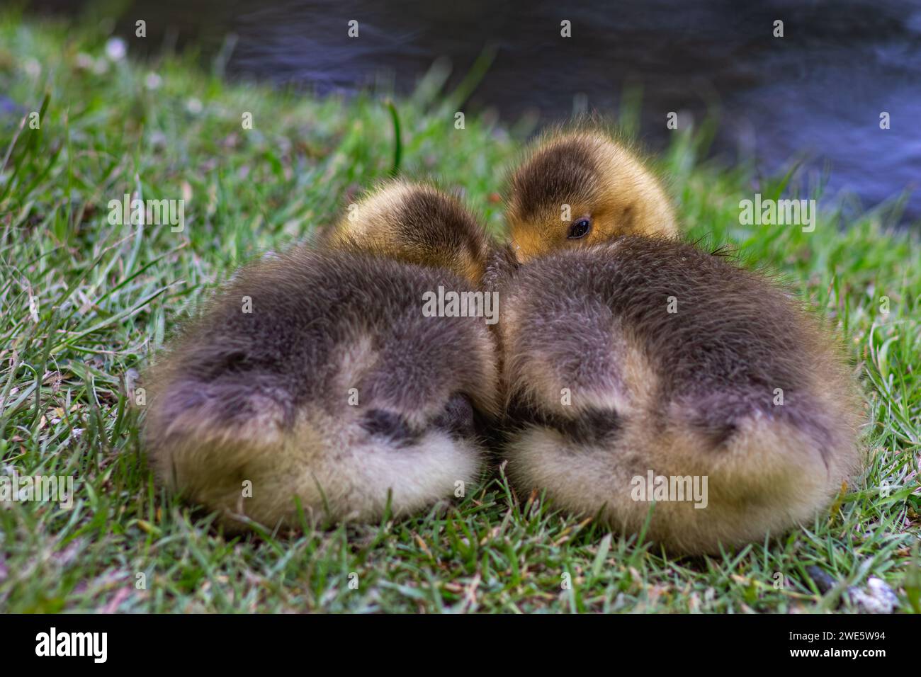 Two juvenile Canada Geese one sleeping the other having a peek with one ...