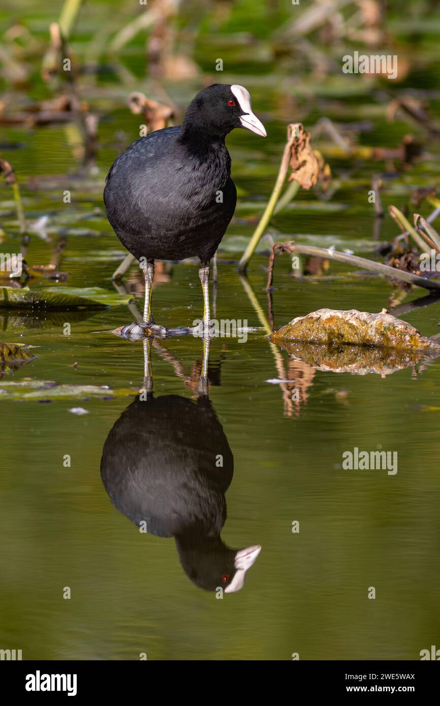 A Coot standing at the edge of a pond with its reflection in the water ...