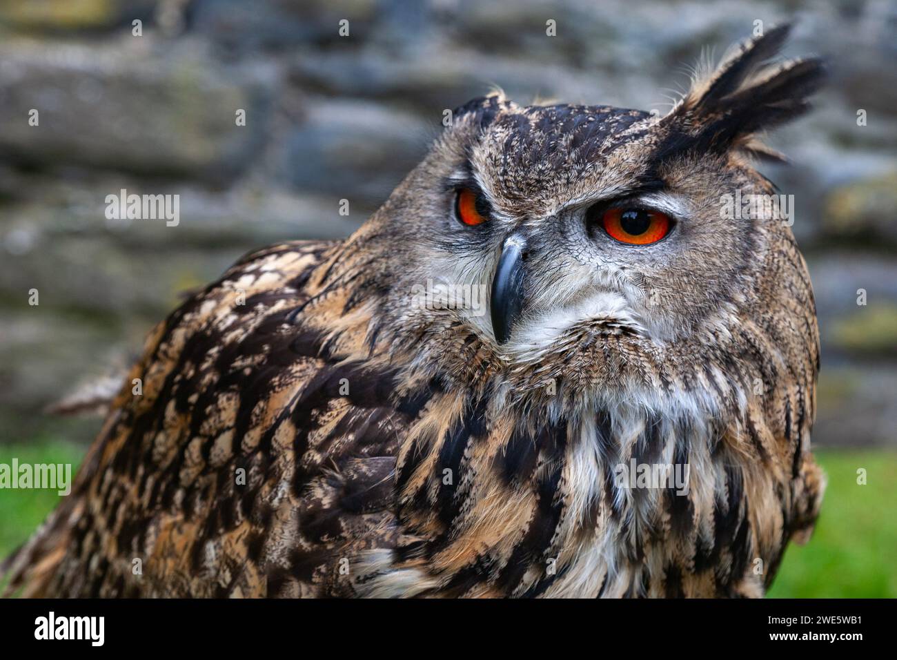 Upper half, in portrait mode, of an adult Eurasian Eagle-Owl showing ...