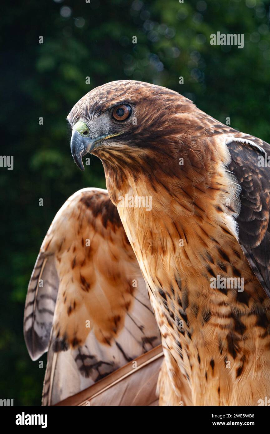 Upper body of a Red-tailed Hawk, Buteo jamaicensis, showing beak, eye ...