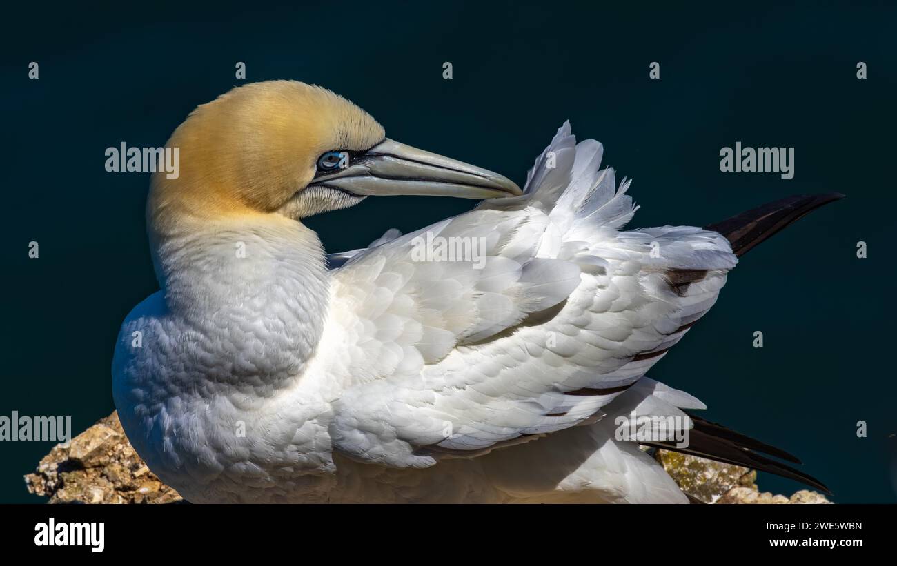 Gannet in close up preening its feathers at Bempton Cliffs, Yorkshire ...