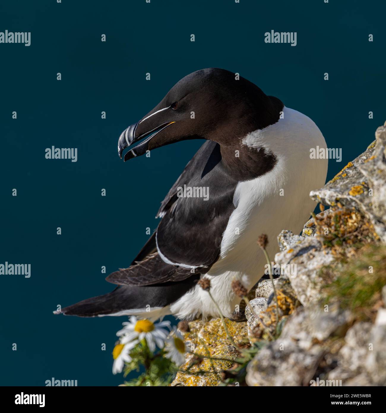 Razorbill perched on the cliffs overlooking the sea at Bempton Cliffs ...