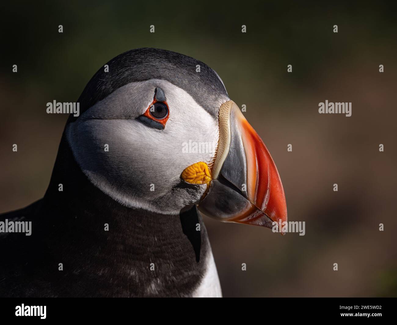 Puffin in close up showing details of colourful beak and face, Skomer ...