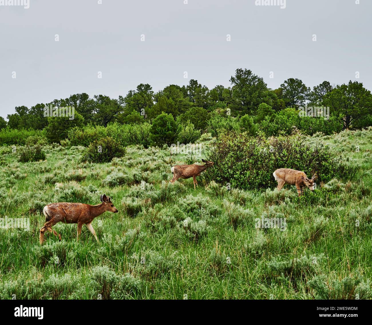 Wild deer in Denver, Colorado Stock Photo - Alamy