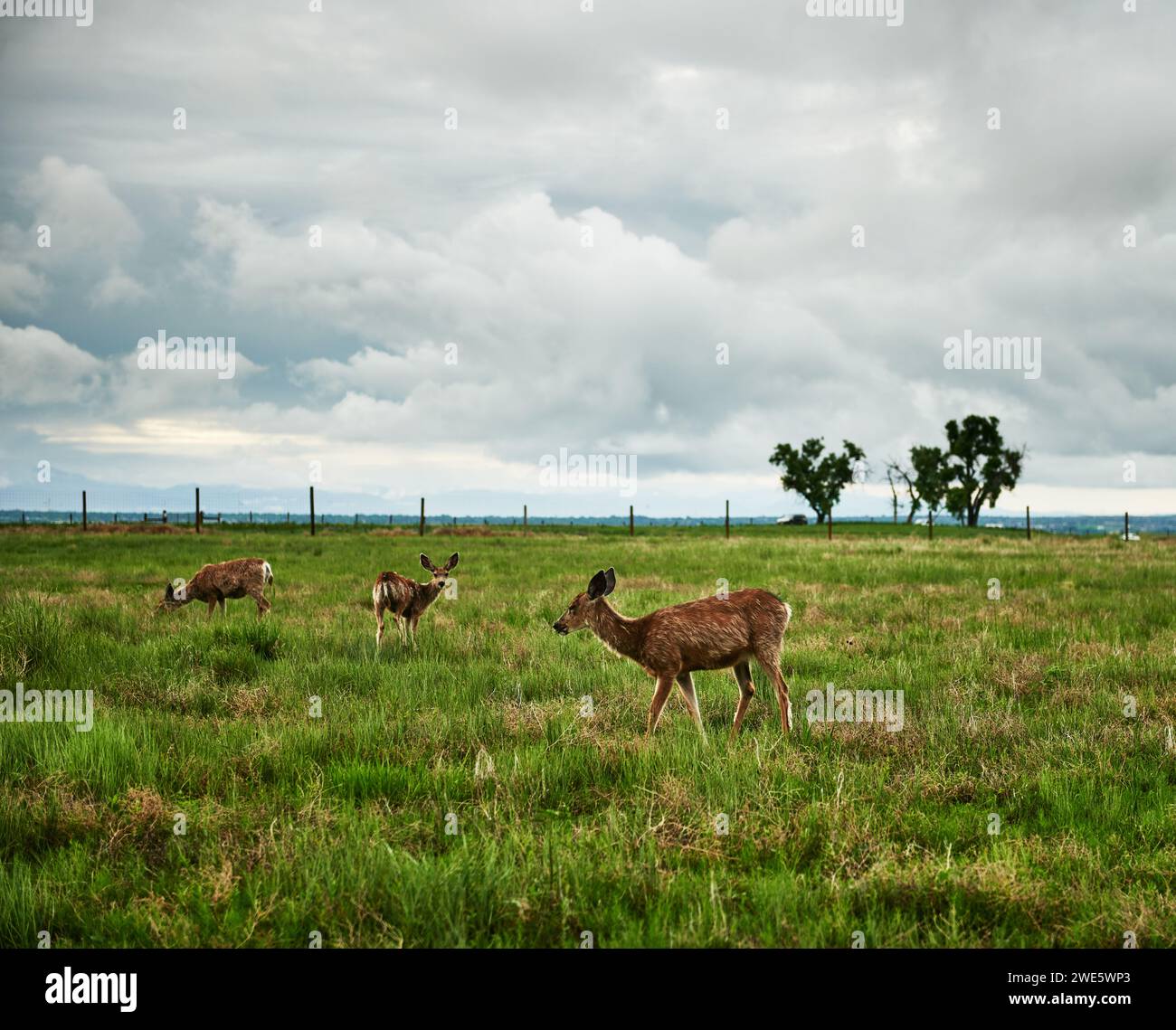 Wild deer in Denver, Colorado Stock Photo - Alamy