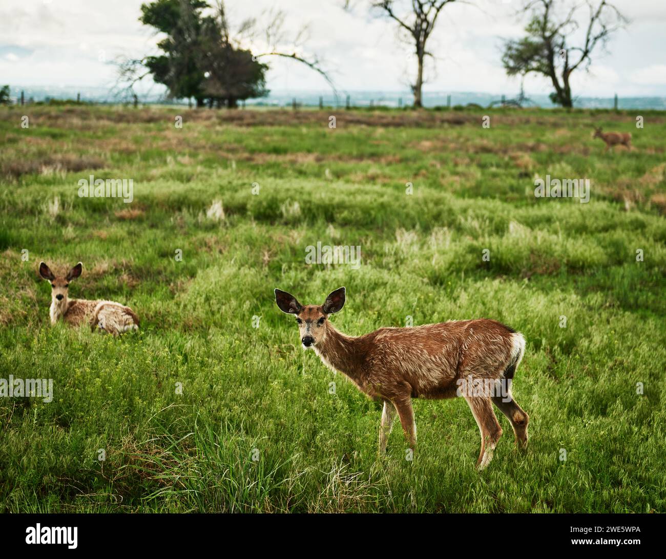 Wild deer in Denver, Colorado Stock Photo - Alamy
