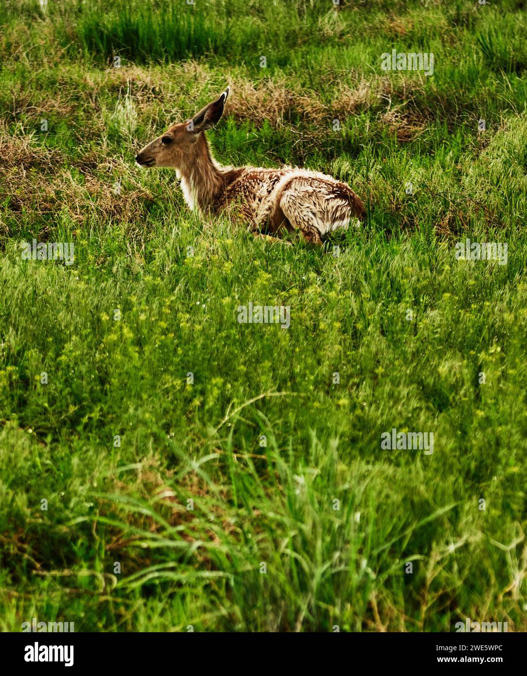 Denver and nature hi-res stock photography and images - Alamy