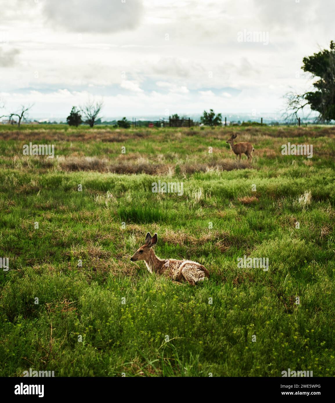 Wild animals in colorado hi-res stock photography and images - Alamy
