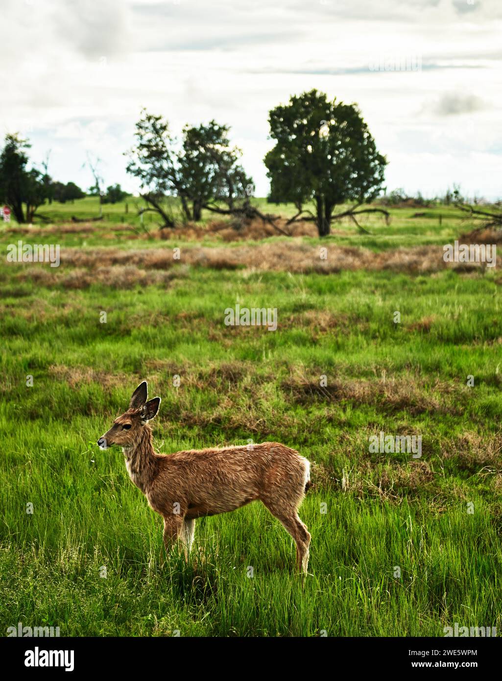 Wild animals in colorado hi-res stock photography and images - Alamy