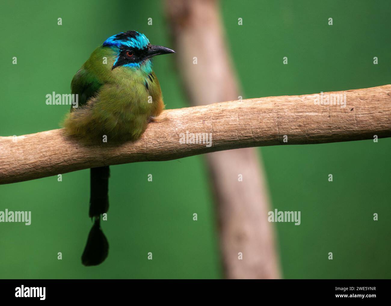 Striking Highland Blue-crowned Motmot (Momotus coeruliceps) gracing the ...