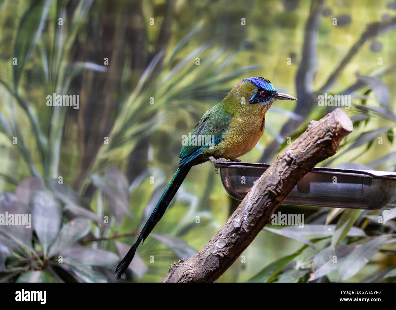 Motmot charm hi-res stock photography and images - Alamy