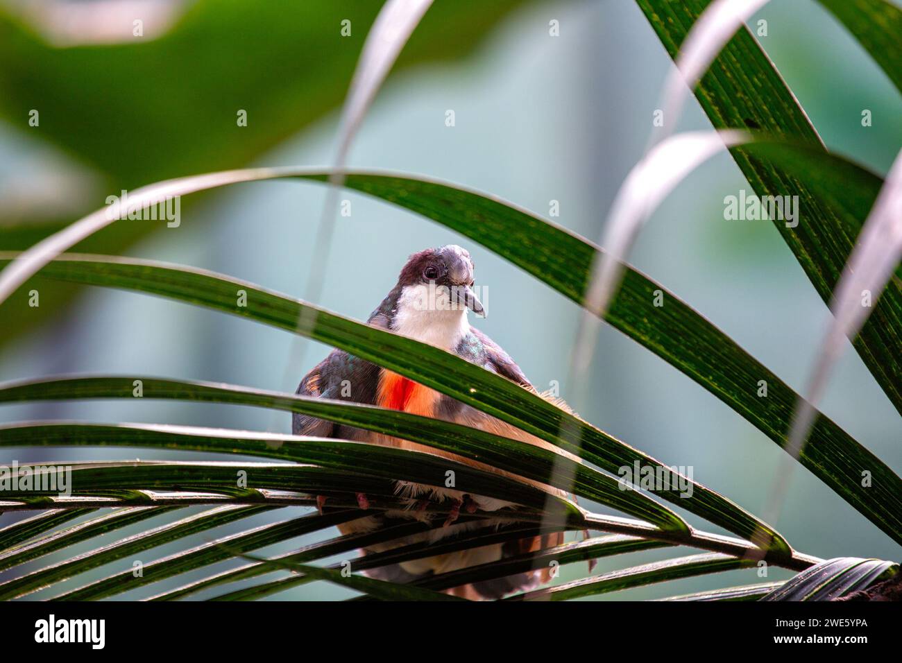 Enchanting Luzon Bleeding-heart (Gallicolumba luzonica) gracing the ...