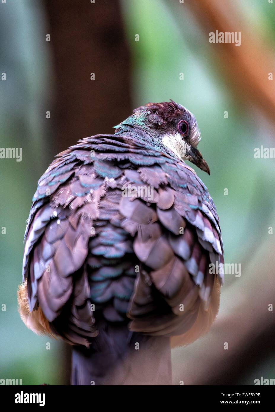 Enchanting Luzon Bleeding-heart (Gallicolumba luzonica) gracing the ...