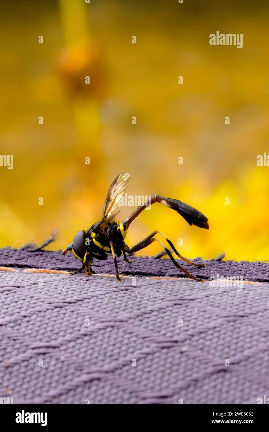 Predator photo hi-res stock photography and images - Alamy