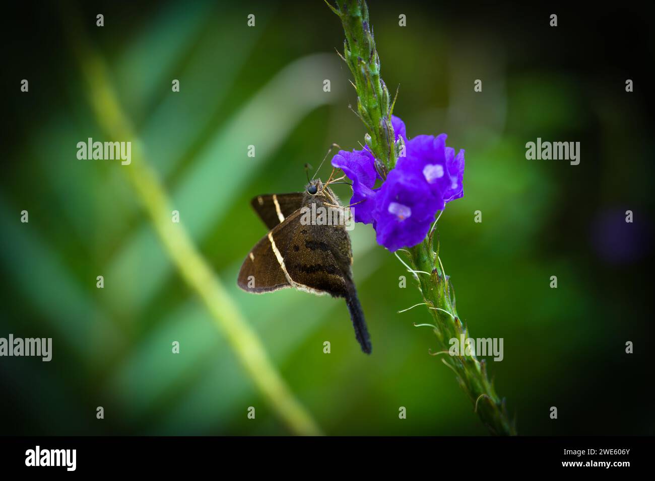 Portrait photo of a butterfly hi-res stock photography and images - Alamy