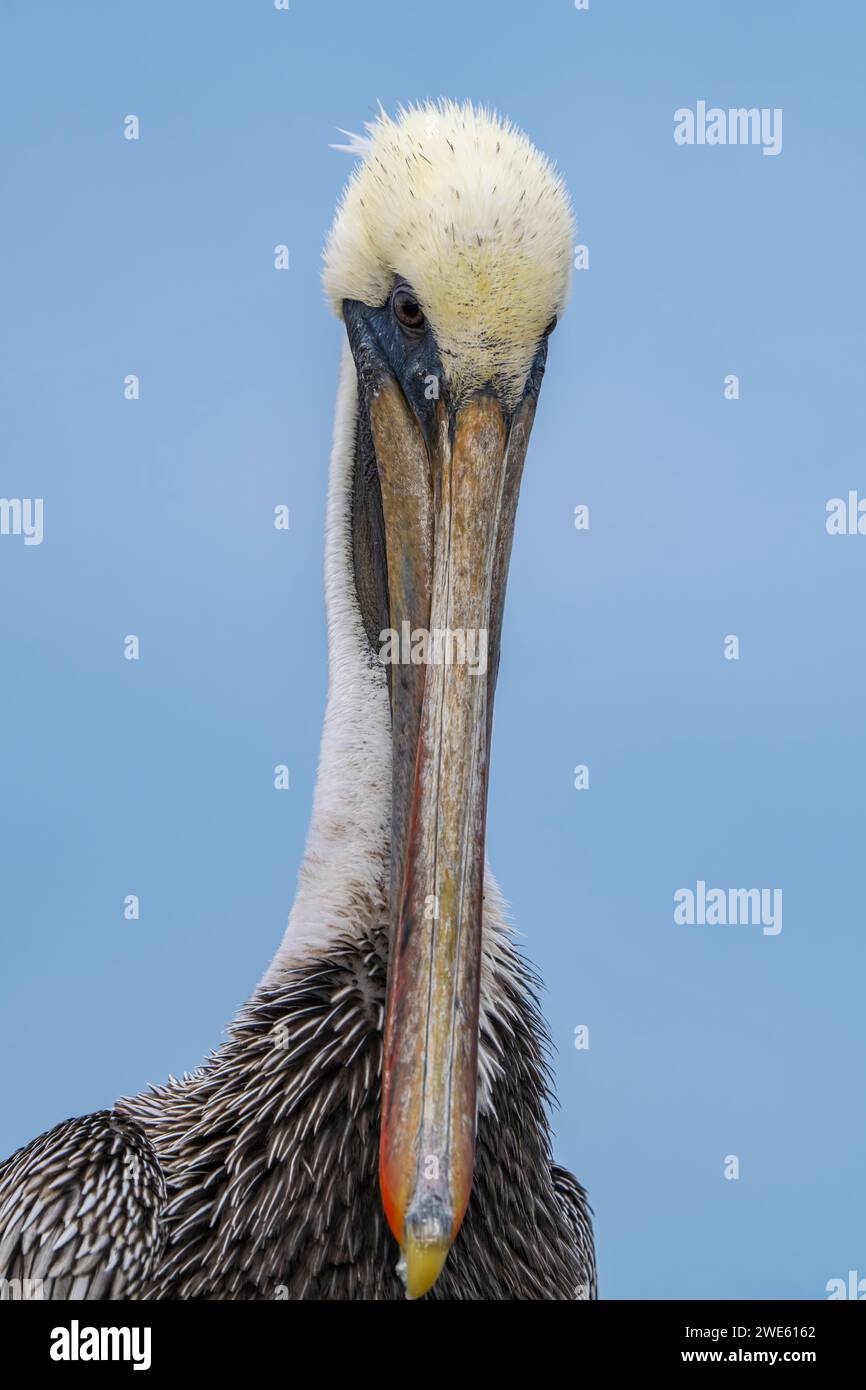 Close-up of a majestic brown pelican with a distinctive white head and ...