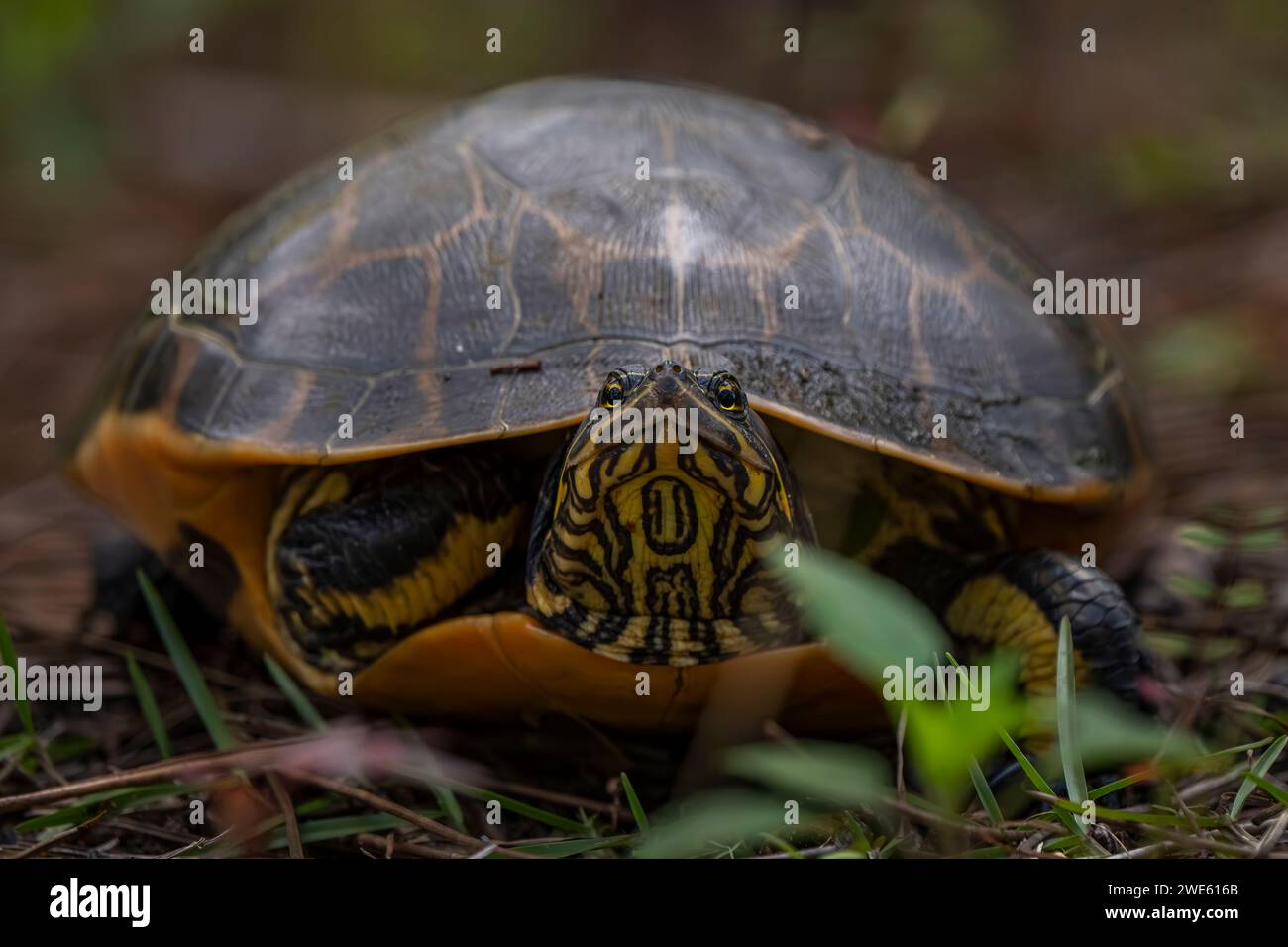 A Pond slider turtle hidden amidst foliage Stock Photo - Alamy