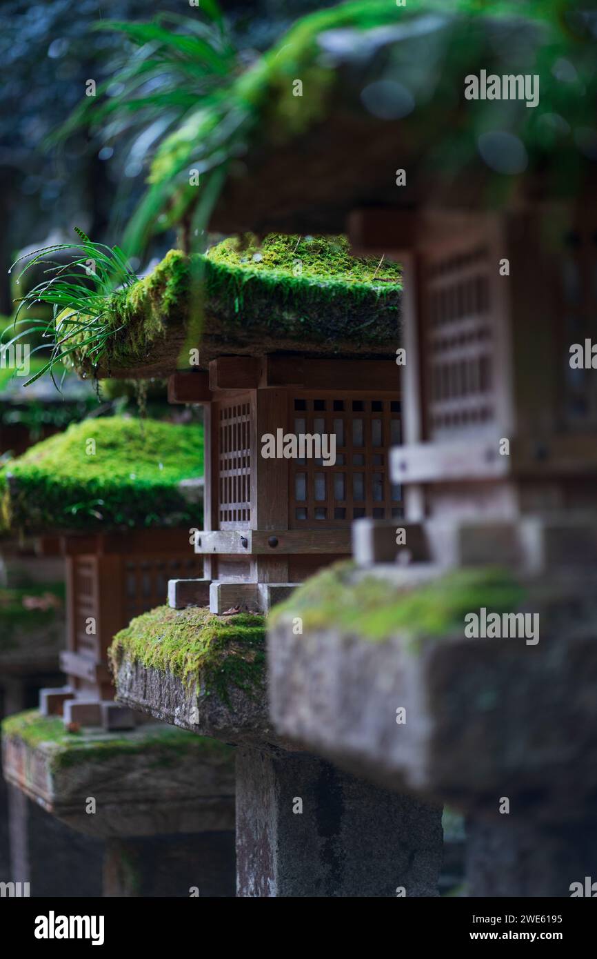 Two vintage buildings covered in moss, showcasing their charming old ...