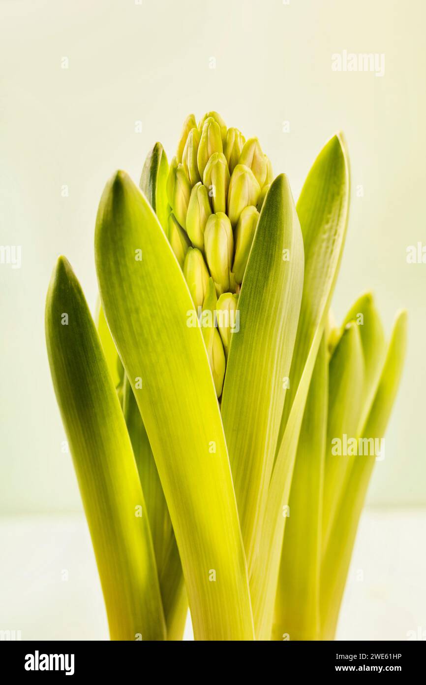 Bulbous head hi-res stock photography and images - Alamy