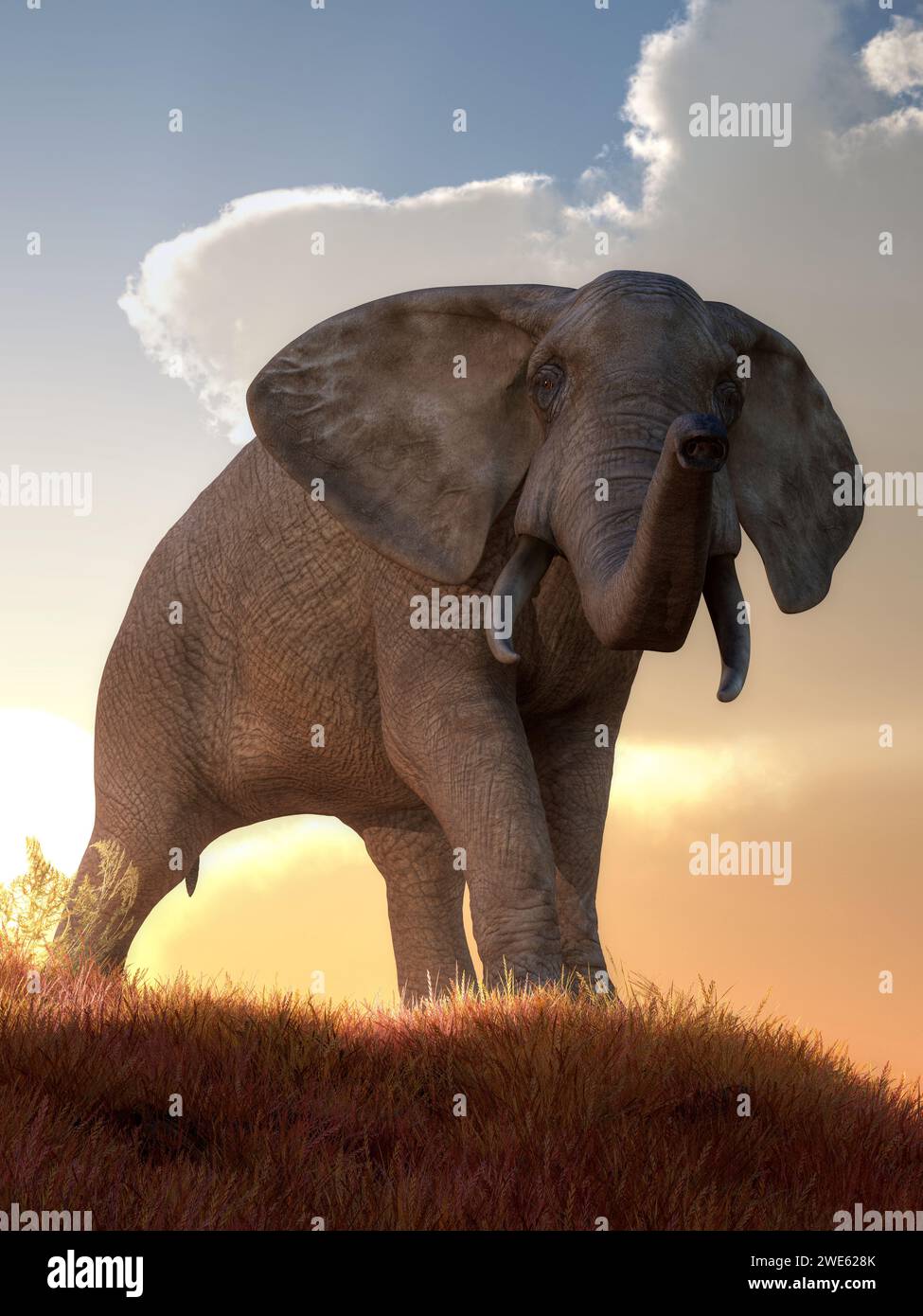 African elephant stands on hi-res stock photography and images - Alamy