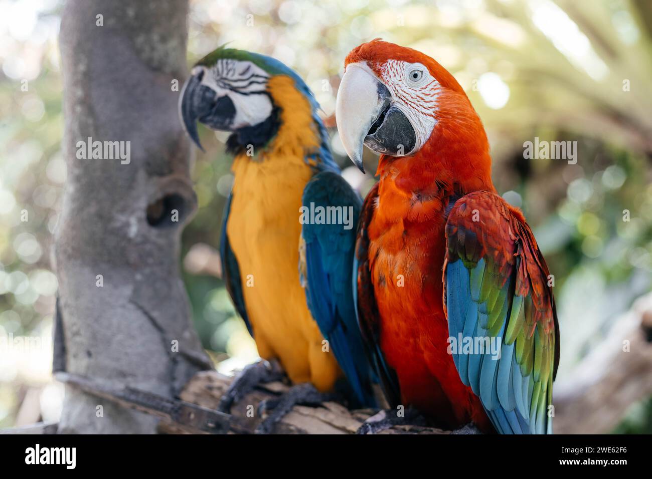 Red blue green big parrots hi-res stock photography and images - Alamy
