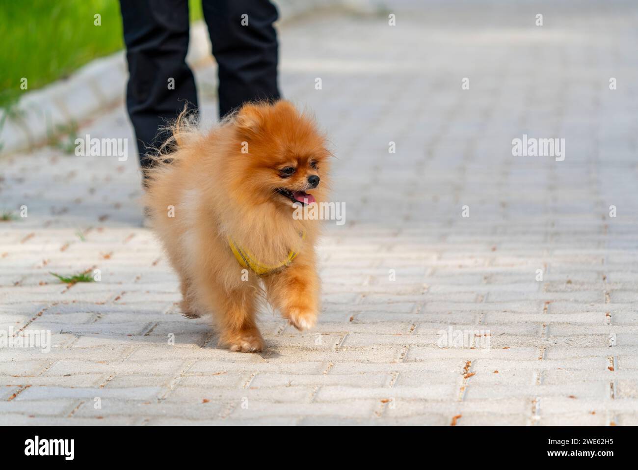 Pomeranian dog running with human friend Stock Photo - Alamy