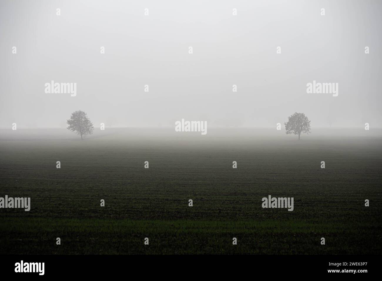 Trees in foggy field, overlooking empty space Stock Photo - Alamy