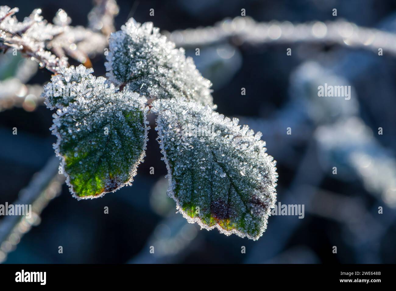 Frosty plant leaves hi-res stock photography and images - Alamy