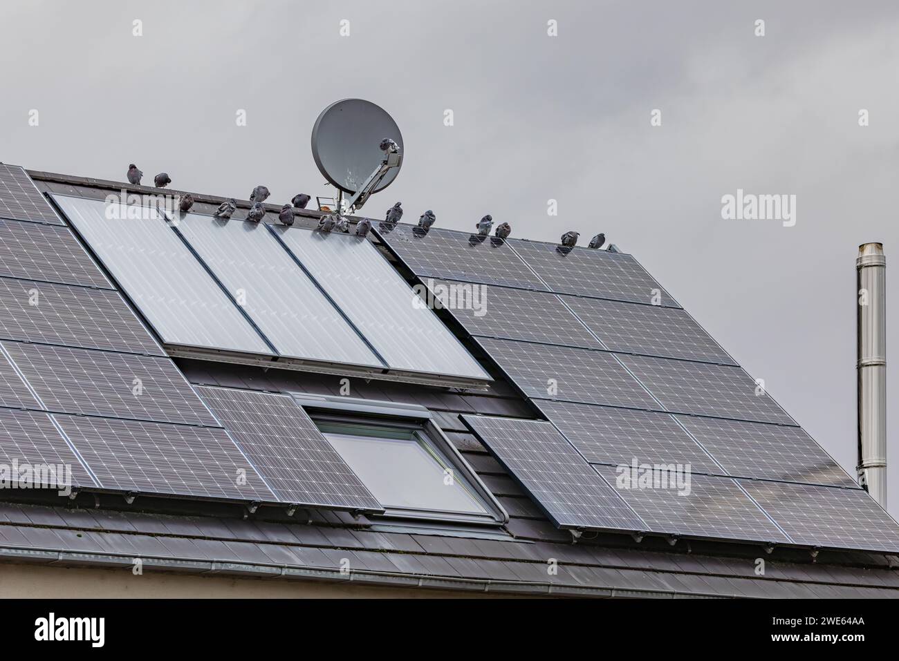 Lots of pigeons Birds on a private rooftop with solar modules for ...