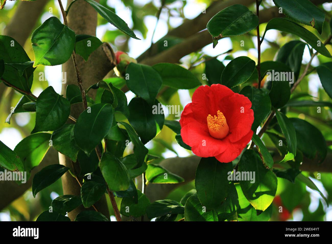Camellia japonica in winter hi-res stock photography and images - Alamy