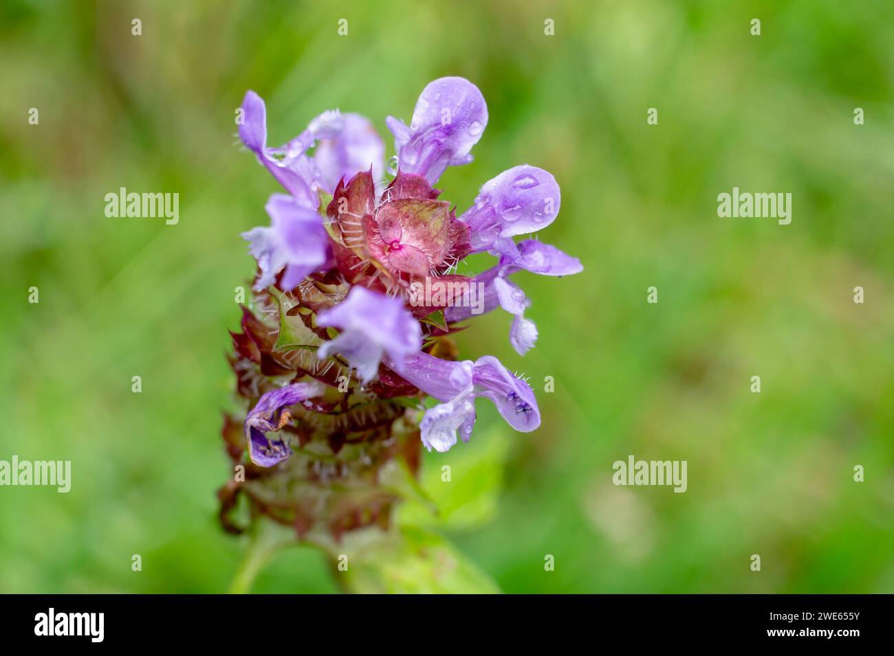 Common self-heal (Prunella vulgaris) plant on a meadow Stock Photo - Alamy