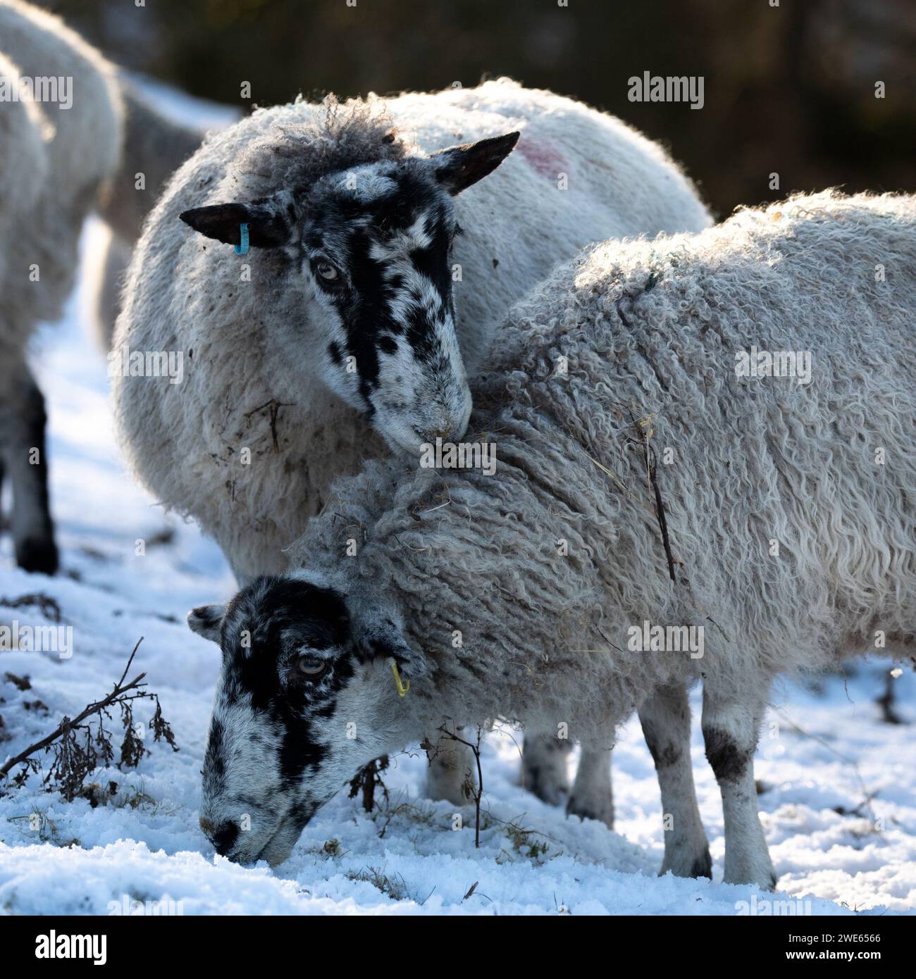 Hungry, Speckled Face Mule Sheep in the snow, backlit by the morning ...