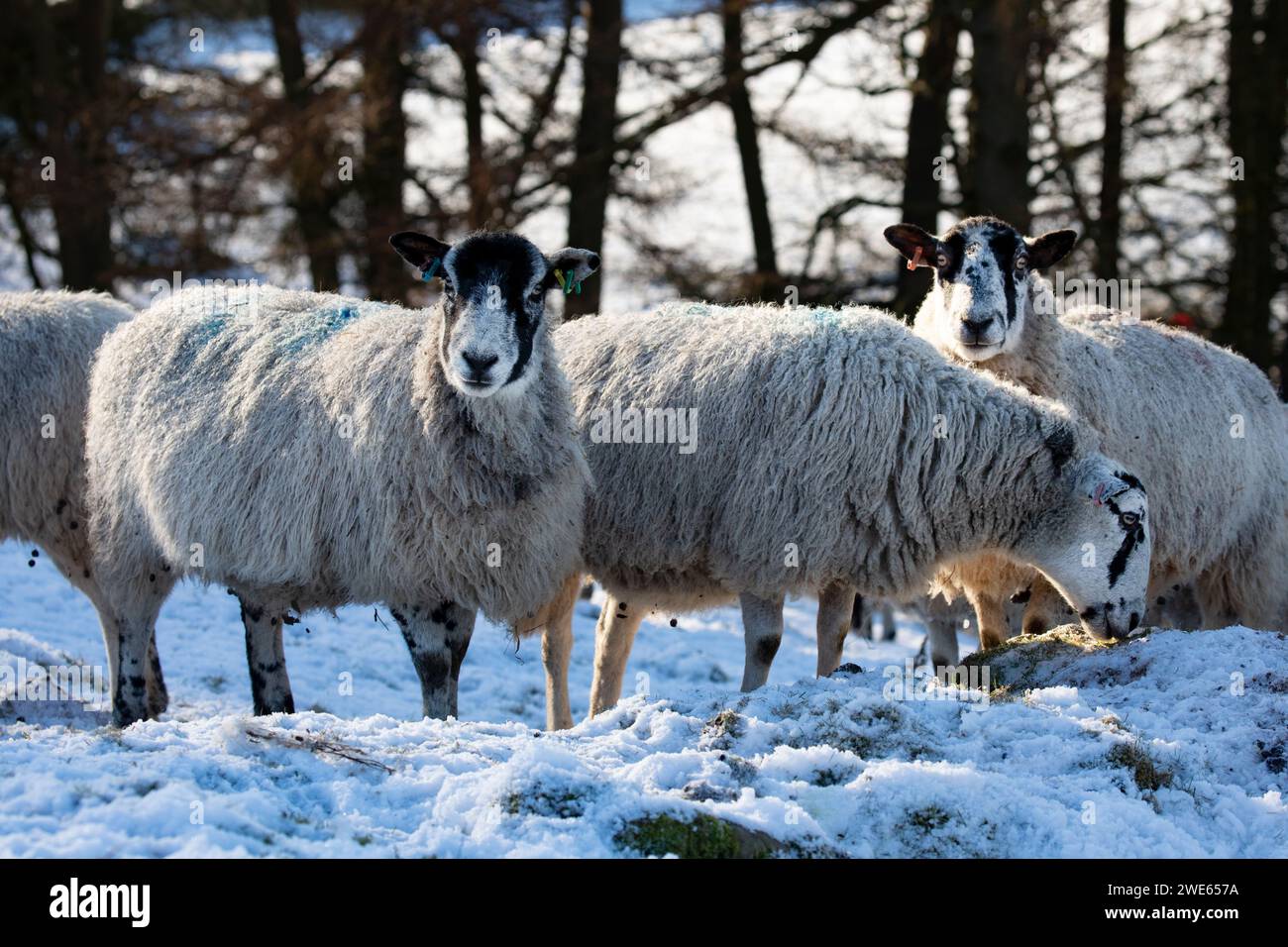 Hungry, Speckled Face Mule Sheep in the snow, backlit by the morning ...