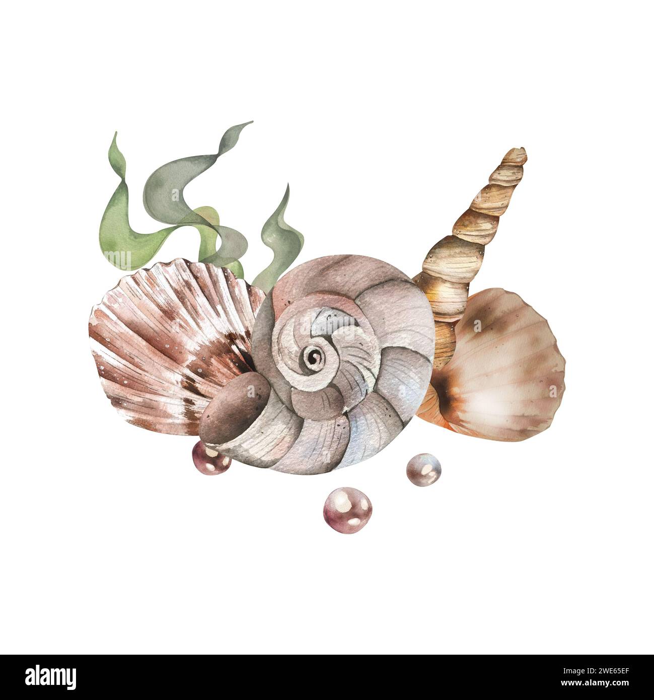 composition of seashell, algae and pearls. watercolor illustration ...