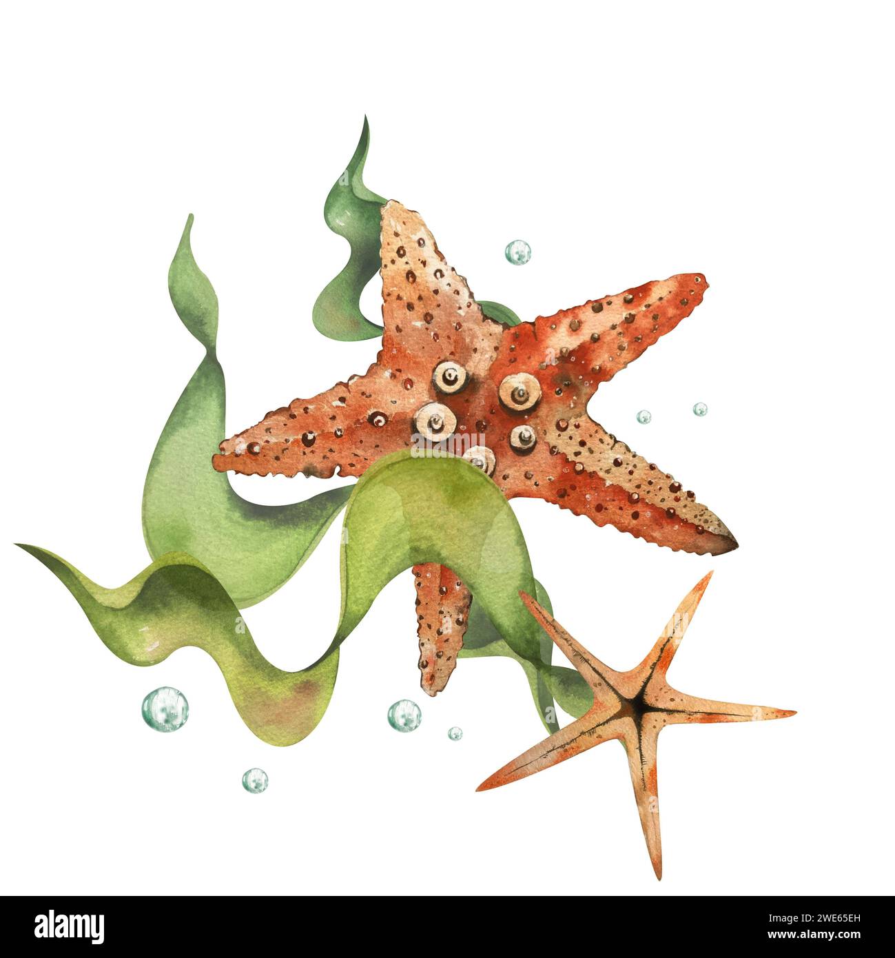 composition of starfish and algae. watercolor illustration. pacific ...